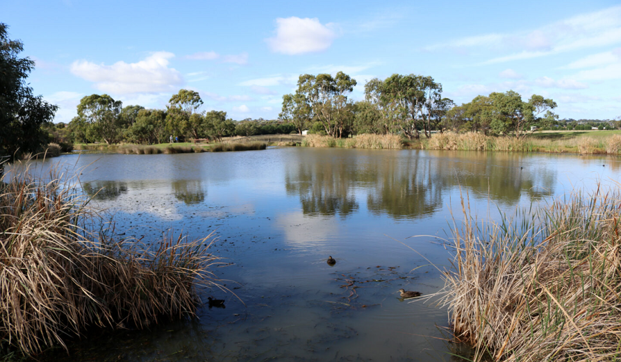 Into the swamp - Griffith Review